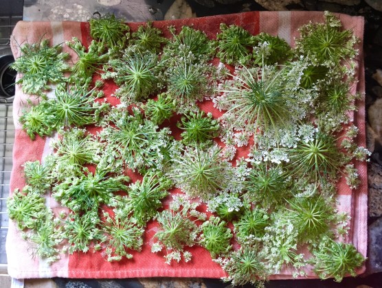 How to Make Jelly from Queen Anne's Lace - Countryside